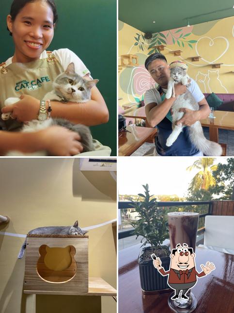 Bohol Cat Cafe, Dauis - Restaurant menu, prices and reviews