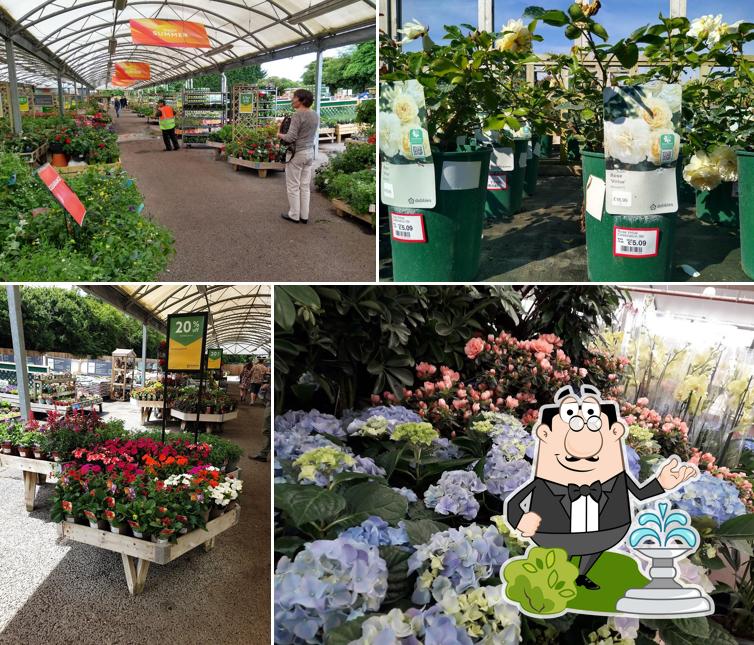 Dobbies Garden Centre Woodbridge, Woodbridge - Restaurant menu, prices ...