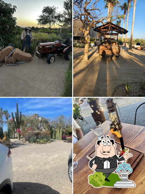 El Huerto Farm to Table, Cabo San Lucas - Restaurant menu, prices and ...