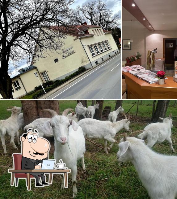 Gasthaus Thies, Hasbergen - Speisekarte, Preise und Bewertungen
