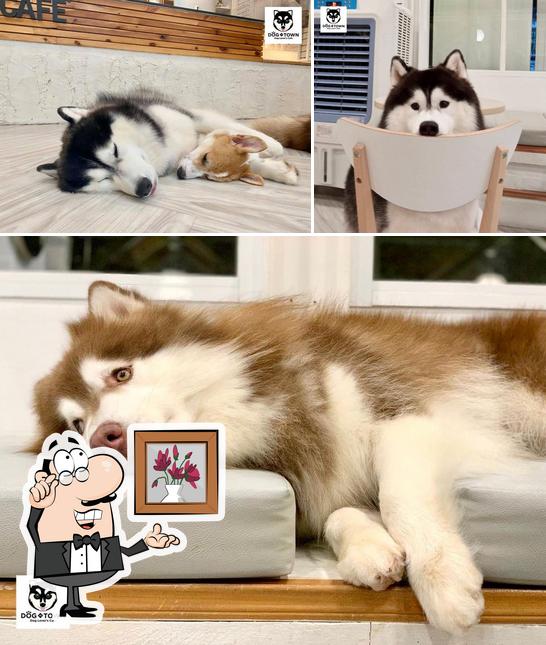 Dog In Town Ari - Dog Cafe คาเฟ่หมาอารีย์ Bangkok, Bangkok - Restaurant ...