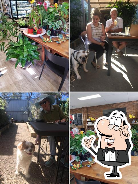 Waterfall Gully Cafe and Nursery, Rosebud - Restaurant menu, prices and ...