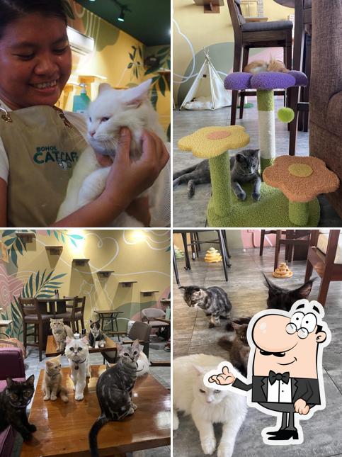 Bohol Cat Cafe, Dauis - Restaurant menu, prices and reviews