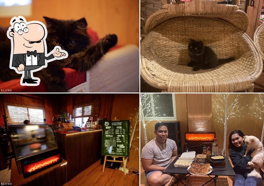 Caca Cat Café - Tagaytay, Alfonso - Restaurant menu, prices and reviews