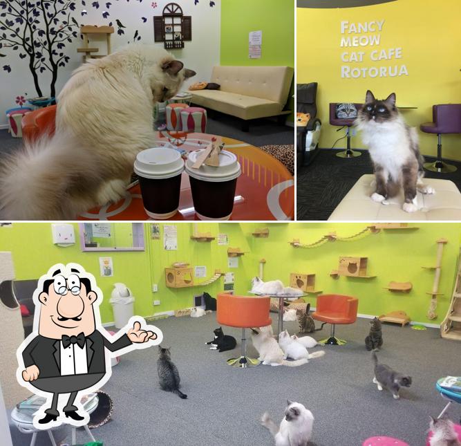 Fancy Meow Cat Cafe, Rotorua - Menú del restaurante, precios y reseñas