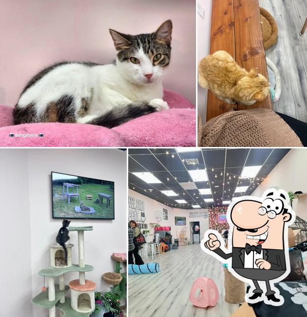 The Shabby Tabby Cat Cafe, Sayville - Restaurant menu, prices and reviews