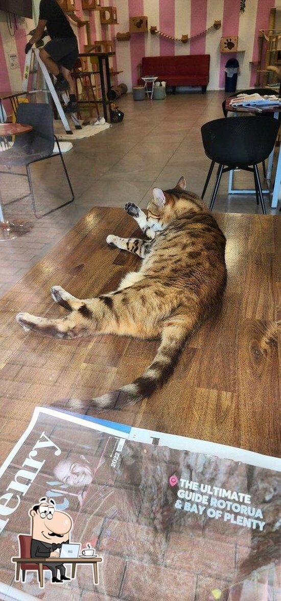 Fancy Meow Cat Cafe, Rotorua - Menú del restaurante, precios y reseñas