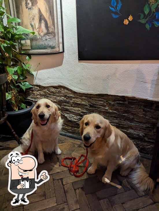 The Springer Spaniel - Restaurant menu, prices and reviews