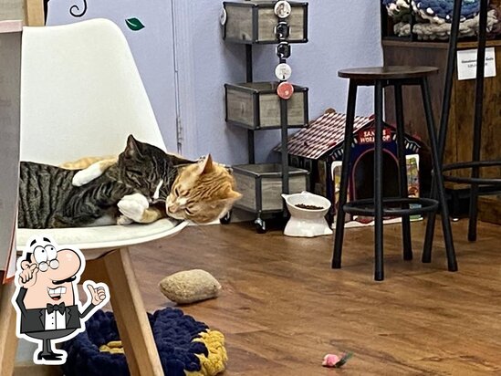 Sassy Cat Club Cafe, Brandon - Restaurant menu, prices and reviews